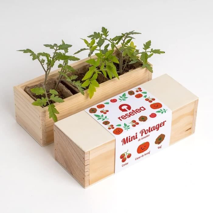 | Kit De Plantation | Mini Potager | Tomates | Cerise, Cœur De Bœuf Et ...