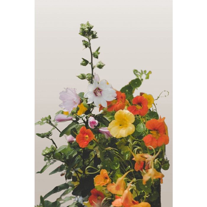 Lot de 80 graines à semer - Le Grenier d'Abondance - Fan de Capucines ...