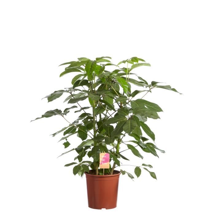 Schefflera Amate | Plante verte naturelle| Plante d'intérieur | Hauteur 100 cm | Pot 30cm ...