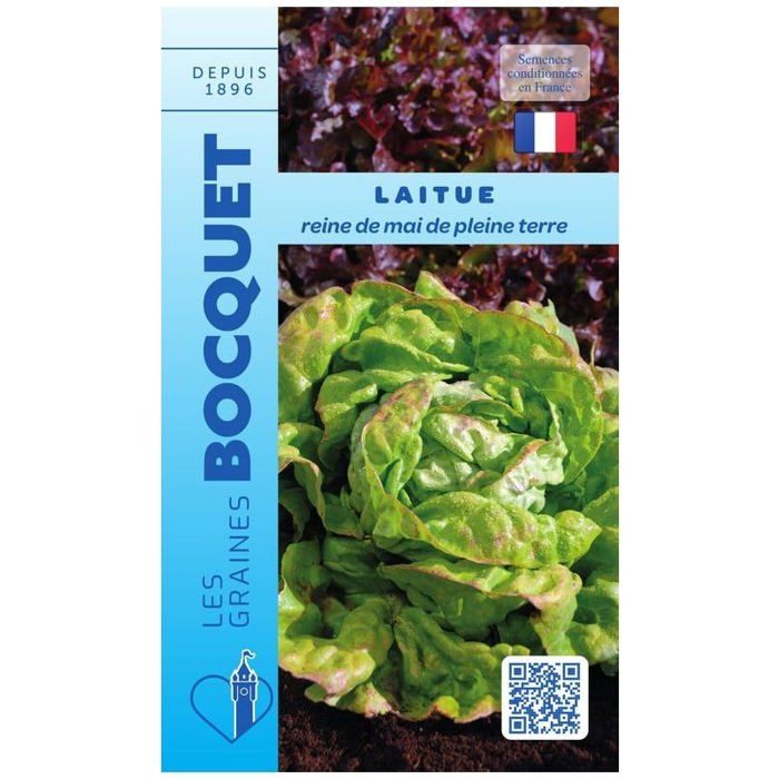 Graine - Semence - Laitue de printemps Reine de Mai de pleine terre ...