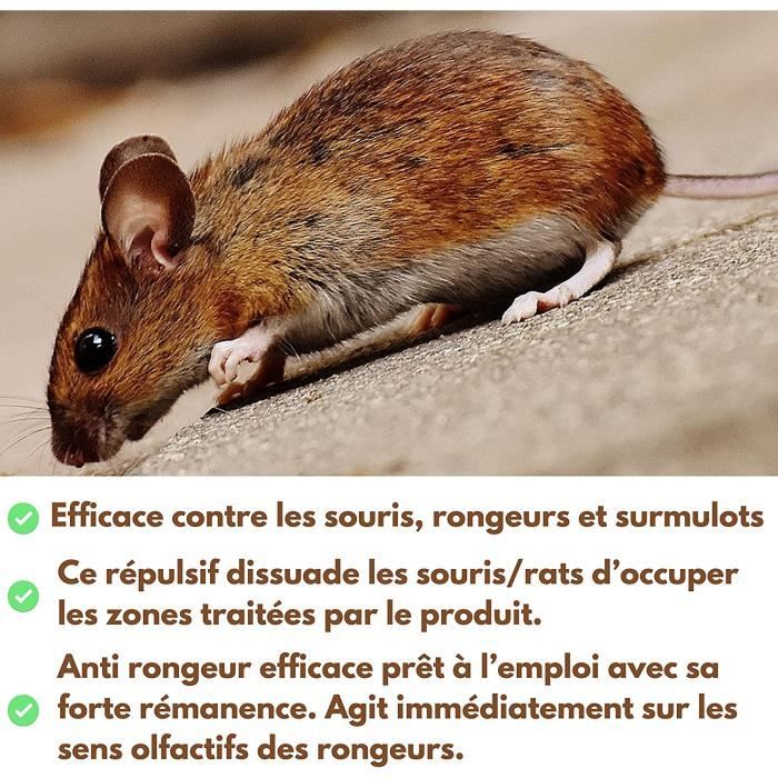 Répulsif Anti Rongeur, Souris et Rat – Repulsif Efficace Contre Les ...