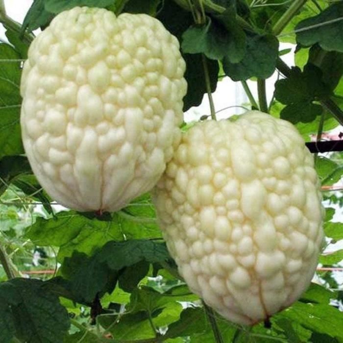 20 pièces Courge amère Des graines pour jardin cour ferme plantation ...