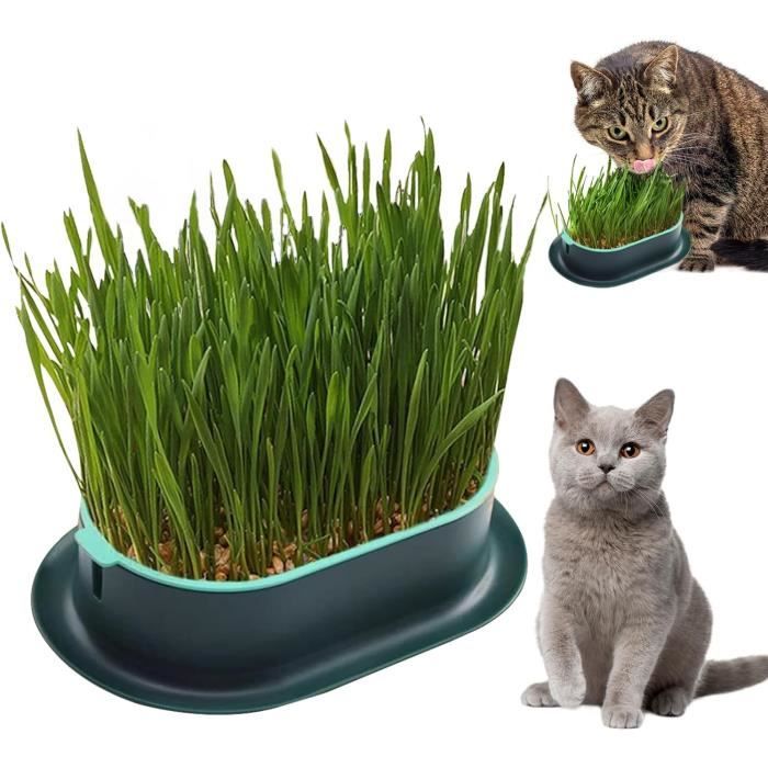 Planteur D'pour Chats D'intérieur, Pot de Germination Hydroponique, Bac ...