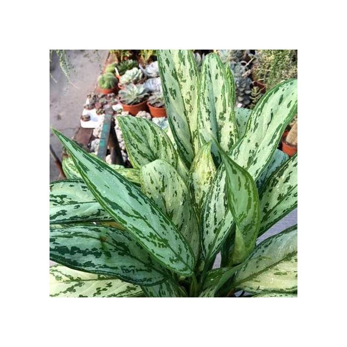 1 PIANTA DI AGLAONEMA SIVER QUEEN VASO 17CM PIANTA DA APPARTAMENTO ...