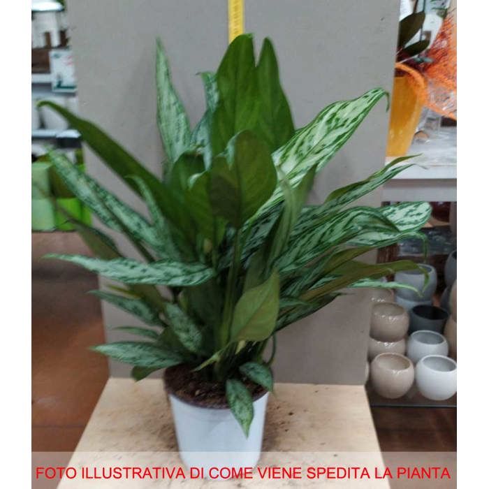 1 PIANTA DI AGLAONEMA SIVER QUEEN VASO 17CM PIANTA DA APPARTAMENTO ...