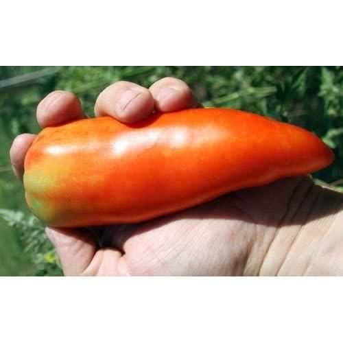 Graines de 30 Federle tomate biologique Heirloom non-ogm Rare ...