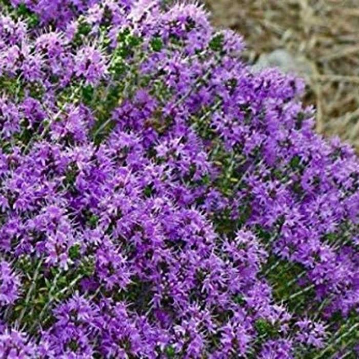 Tapis De Couverture De Jardin, Graines De Thym Rampant 400 Pièces ...