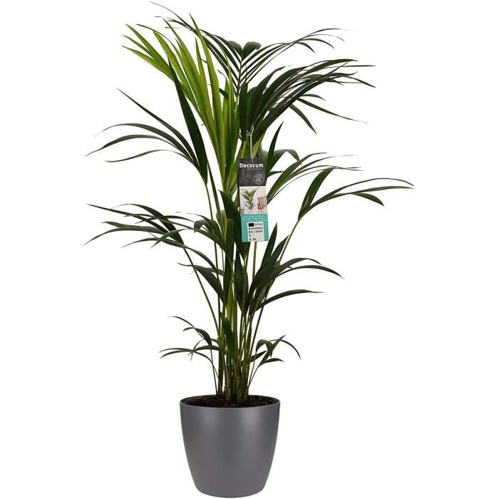 Plante d'intérieur – Palmier Kentia en pot de fleur anthracite comme un ...