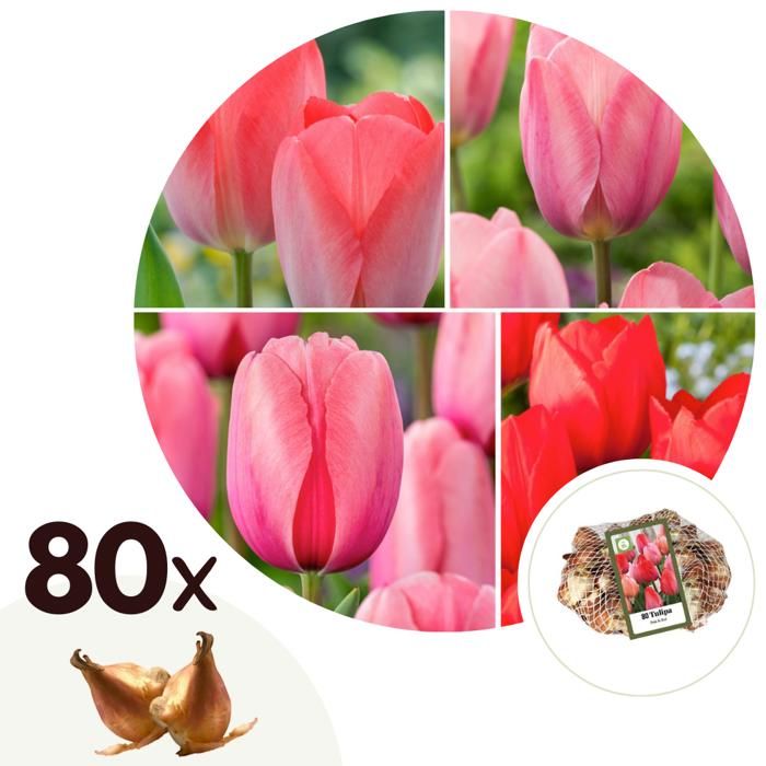 Tulipe - Set de 80 - Tulipa 'Salmon', 'Van Eijk' - Bulbes à fleurs ...