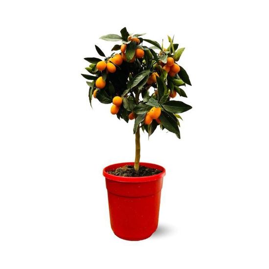 Kumquat - fortunella spp - agrume méditerranéen - arbre fruitier - H75 ...