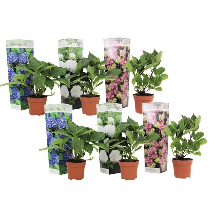 Hortensia - Set de 6 - Hydrangea macrophylla - Hauteur 25-40cm - d10 ...