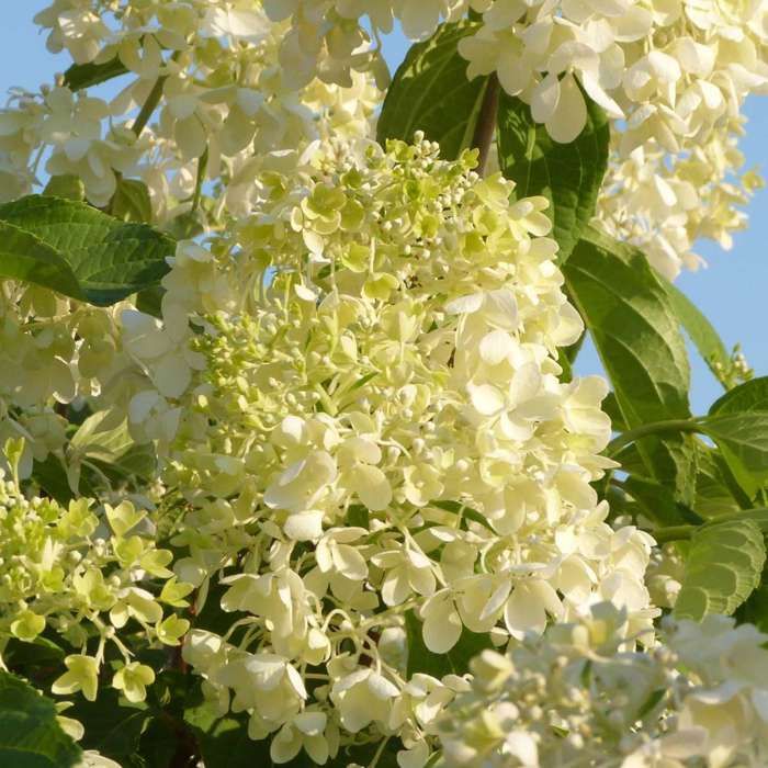 Hortensia - Set de 6 - Hydrangea macrophylla - Hauteur 25-40cm - d10 ...