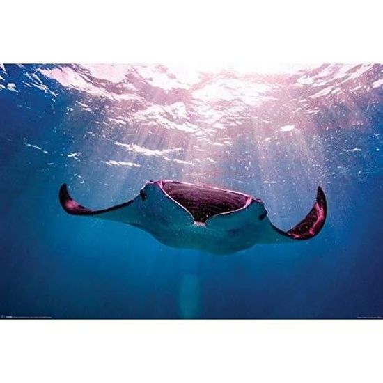 Raies Manta Poster Manta Ray Affiche Murale 91X61 Cm[u12546 ...