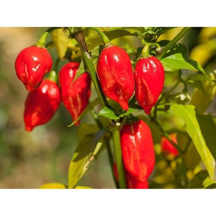 25 Graines de Piments Bhut Jolokia - Le plus fort du Monde - semences paysannes - Cdiscount Jardin