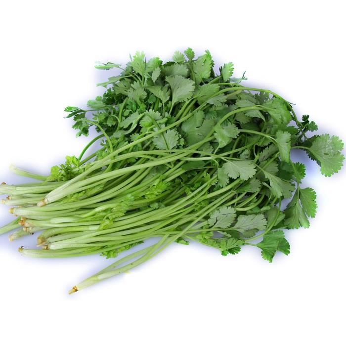 200 Coriandre Hardy Chinois Persil Vert Coriandre Graines De Légumes ...