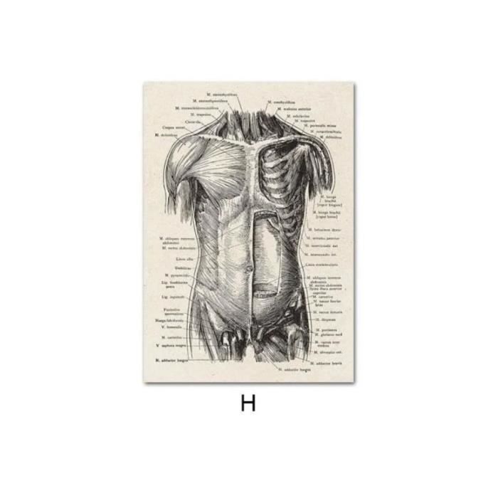 Affiche Anatomie Humaine Vintage pour Décor Hôpital Tableau Mural ...