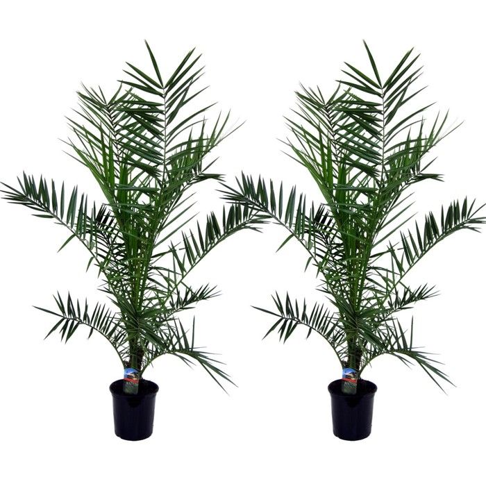Phoenix Canariensis - Hauteur 80-100cm - Set de 2 - Palmier Resistant ...