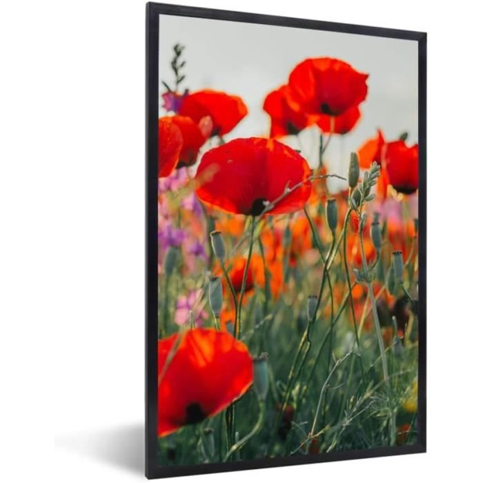 Poster Encadré Coquelicot - Fleurs - Rouge - Violet - Prairie Tableau ...