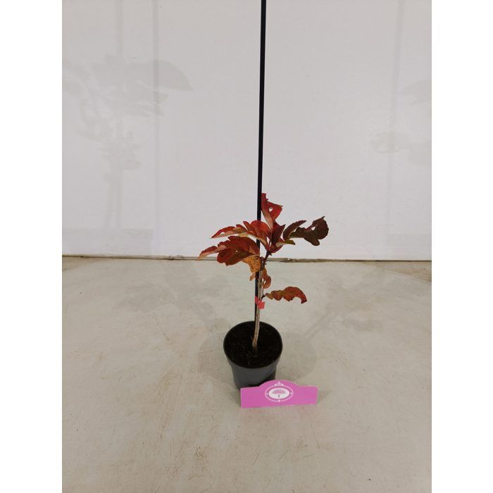 Sorbus 'Burka' pcs - Cdiscount Jardin