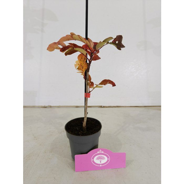 Sorbus 'Burka' pcs - Cdiscount Jardin