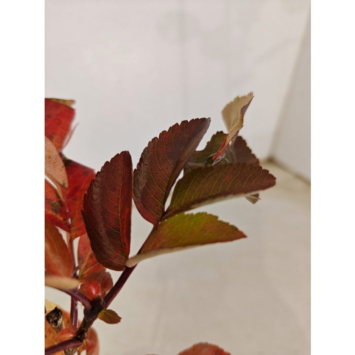 Sorbus 'Burka' pcs - Cdiscount Jardin