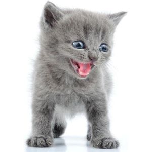 Autocollant chat - Cdiscount