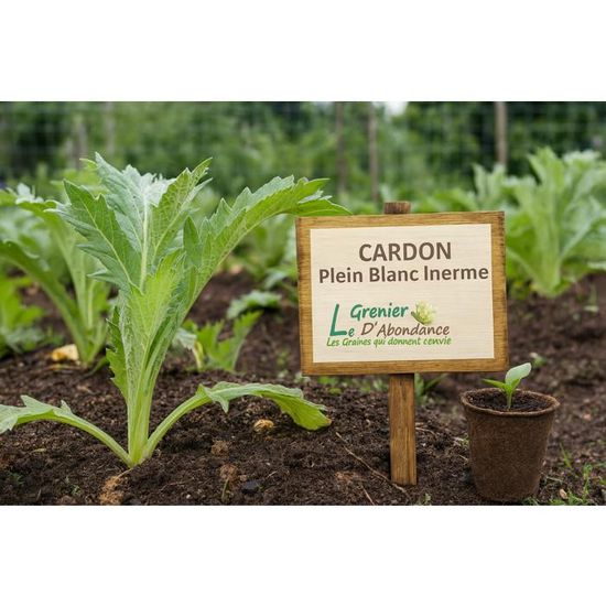 25 graines à semer - Le Grenier d'Abondance - CARDON Plein Blanc Inerme ...
