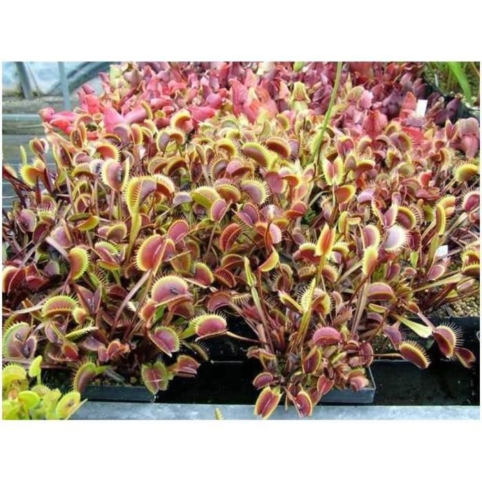 Dionaea Muscipula Akai Riu F3 Bcp-La Dionée-5 Graines[x3318 ...