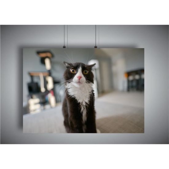 Poster Chat EtonnéA3 (42x29,7cm) - Cdiscount Maison