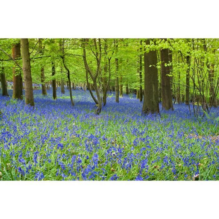 Papier Peint Photo Murale Mur INTISSÈ (5833) FORÊT DE PRINTEMPS ...