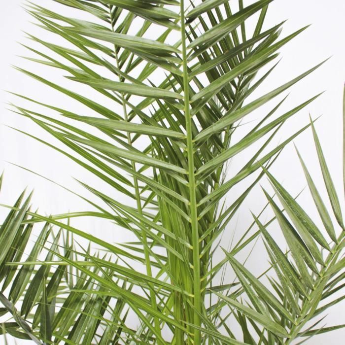Palmier dattier des canaries Phoenix Canariensis Plante exotique d ...