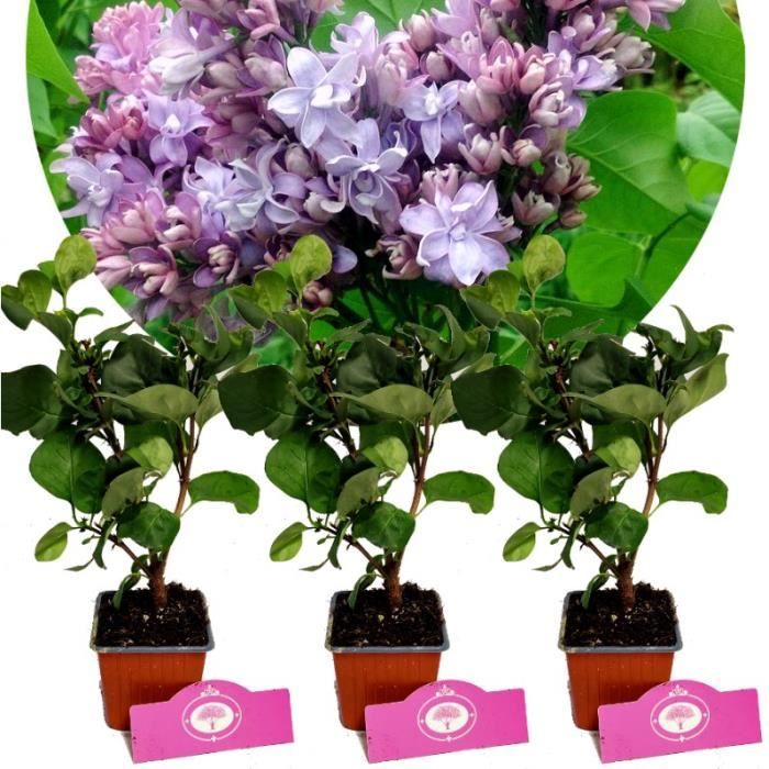 Syringa vulgaris Nadezhda - Pot 9cm 3 pcs - Cdiscount Jardin