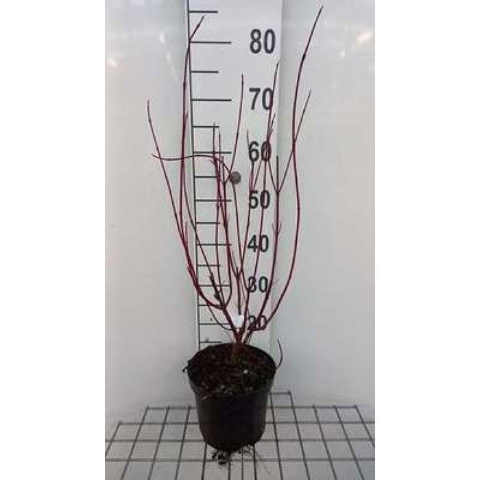 Cornus alba 'Miracle'® - Cornouiller 40- 60 cm en pot - Cdiscount Jardin