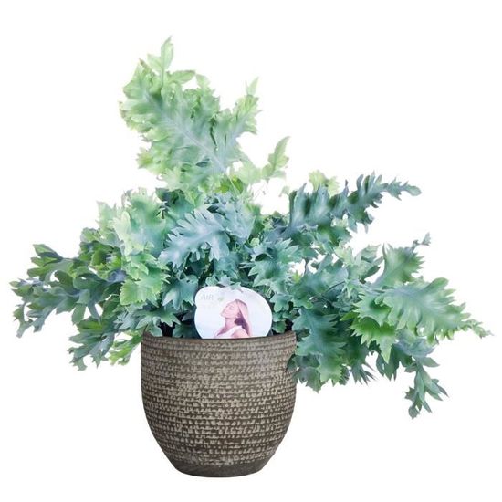 Fougère – Polypode doré en pot Céramique multicolore 'MICA' comme un ...