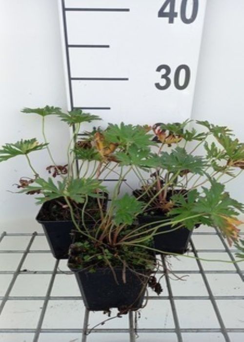 Geranium pratense 'Mrs. Kendall Clark' - Plante Géranium vivace en pot ...