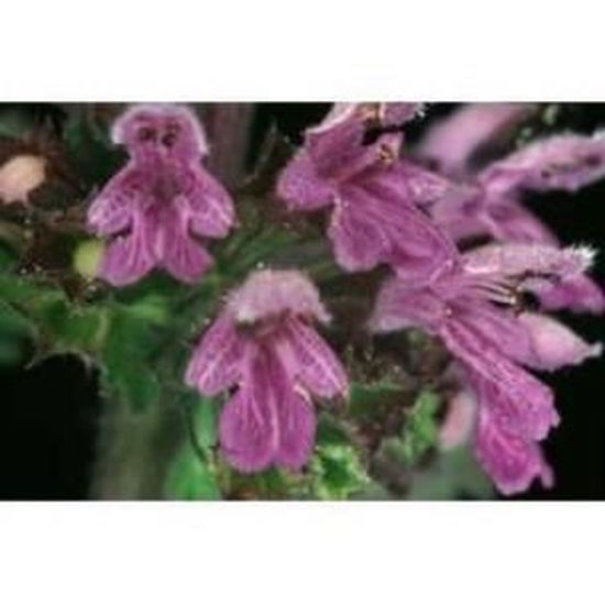 Tisane Ballote Fétide 100 GRS (Marrube Noir) plante Ballota nigra. 0,12 ...