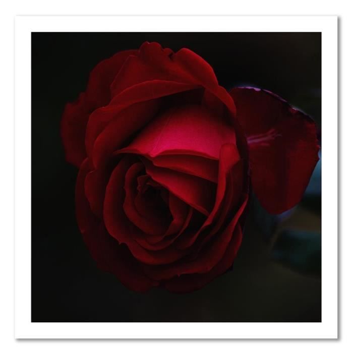Image imprimée Tableau Toile Cadre Canevas Rose rouge Fleur 40x40 ...