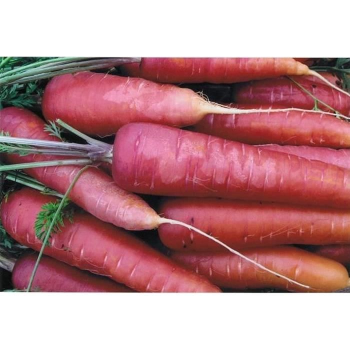 250 Graines de Carotte Longue Rouge Sang - légumes ancien potager ...