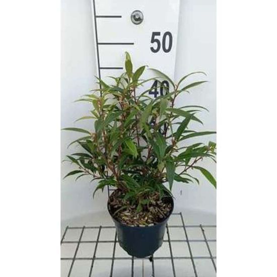 Sarcococca hook. 'Purple Stem' - Sarcocoque 20- 25 cm en pot ...