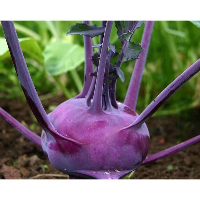 300 Graines De Chou Rave Delicatess Violet Légume Ancien Potager ...