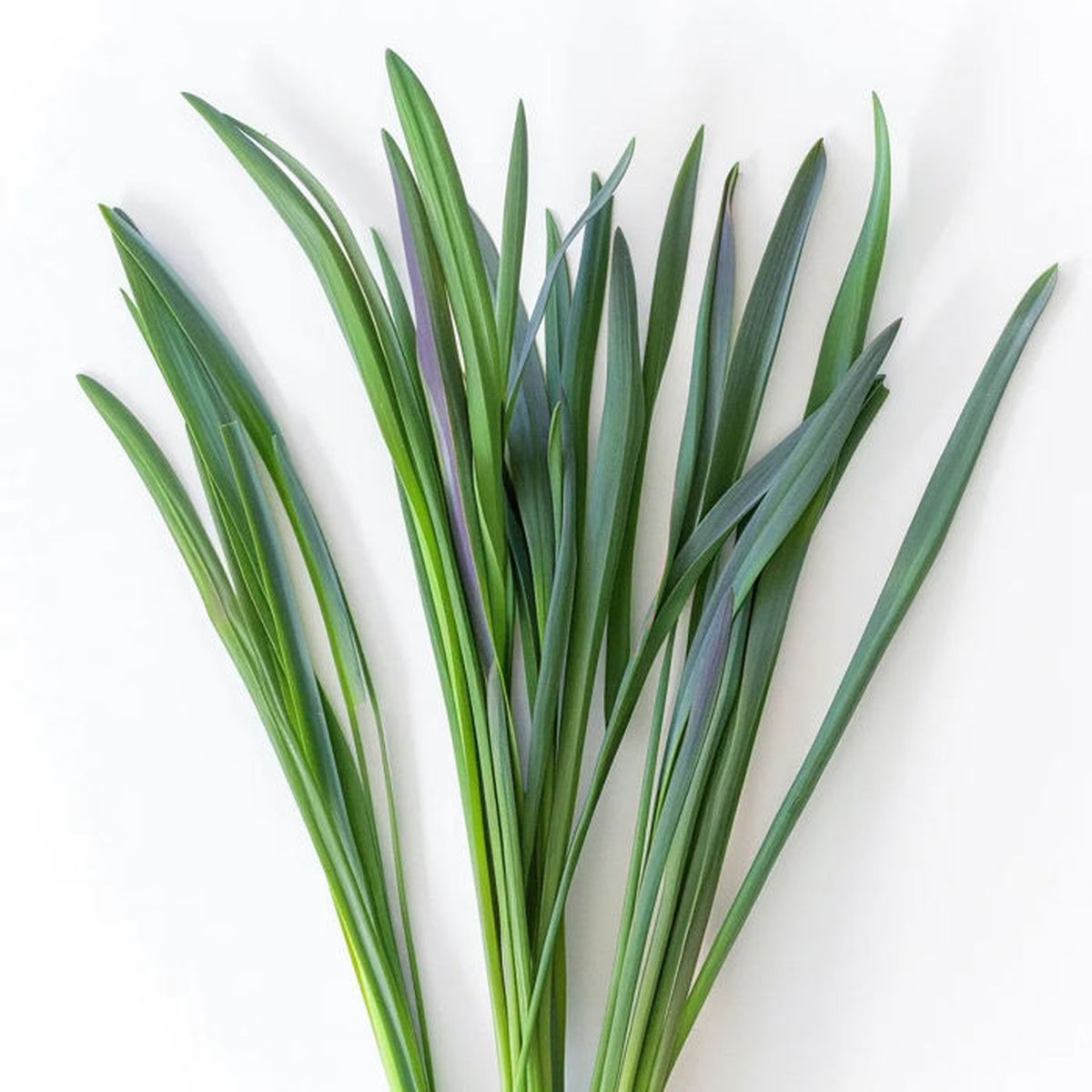 250 Graines de Ciboulette à feuilles larges - aromatique - semence ...