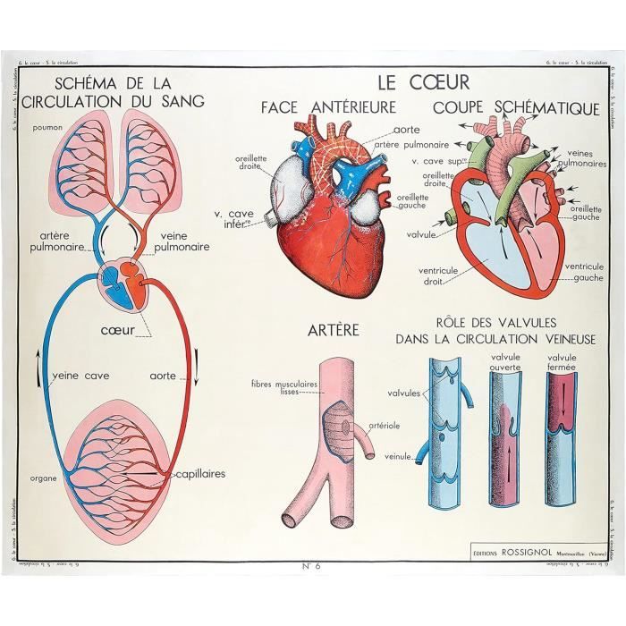Affiche Vintage Scolaire Anatomie - Cœur Circulation Sang - Poster ...