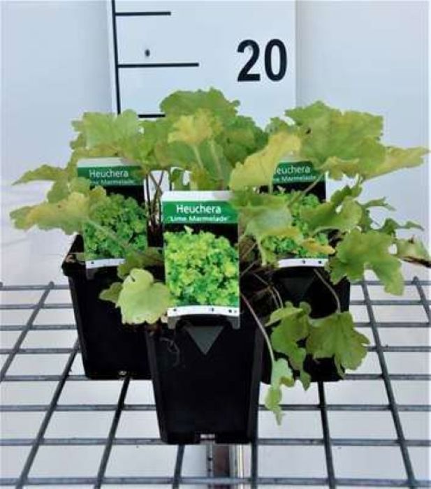Heuchera hybr. 'Lime Marmalade' - Heuchère en pot de 9 x 9 cm ...