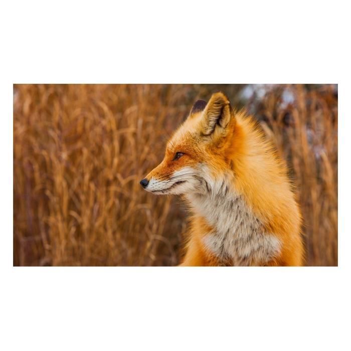 Poster Affiche Renard Nature Animaux(61x109cmB) - Cdiscount Maison