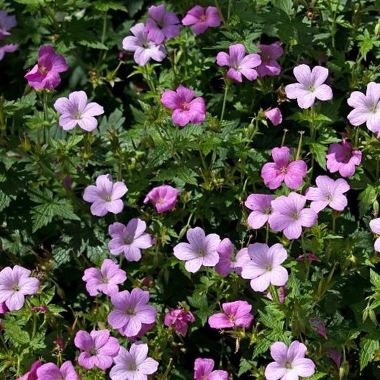 Geranium Endressii 'Wargrave - Cdiscount Jardin