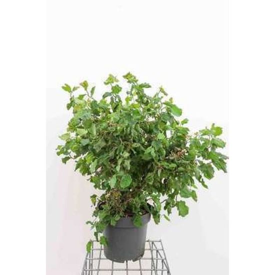 Corylus av. 'Twister' - Noissetier D'Hiver 60- 80 cm en pot - Cdiscount ...