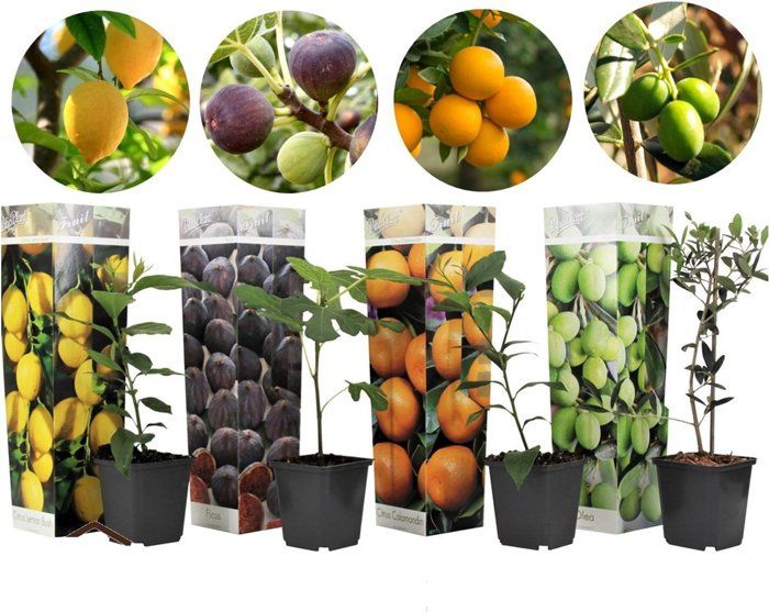 Medi Mix - Set de 4 - Arbres fruitiers méditerranéen - Pot 9cm ...