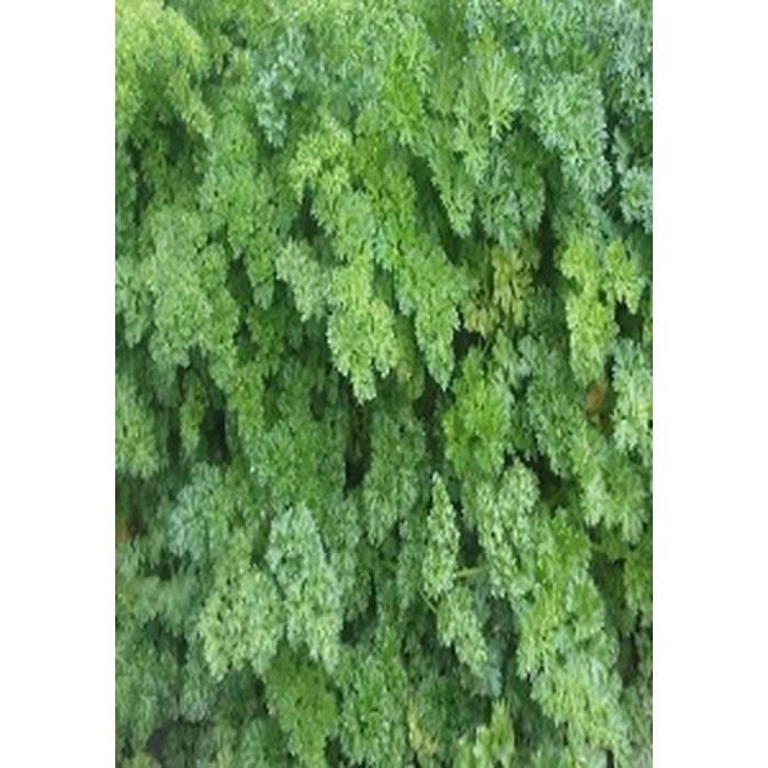 Graine - Semence - Persil frisé vert foncé Bio- certifiée ECOCERT FR ...