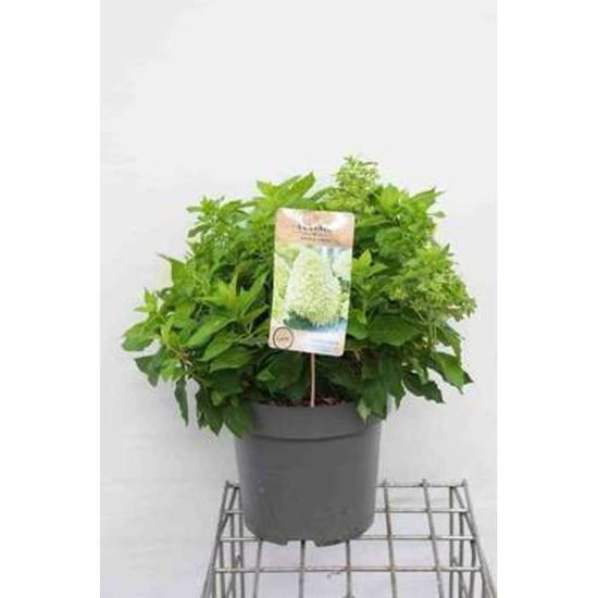 Hydrangea pan. 'Little Spooky'Â® - Hydrangea Paniculata 60- 80 cm en ...
