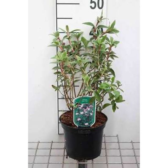 Cistus hybr. 'Silver Pink' - Ciste Pulvérulent 20- 25 cm en pot ...